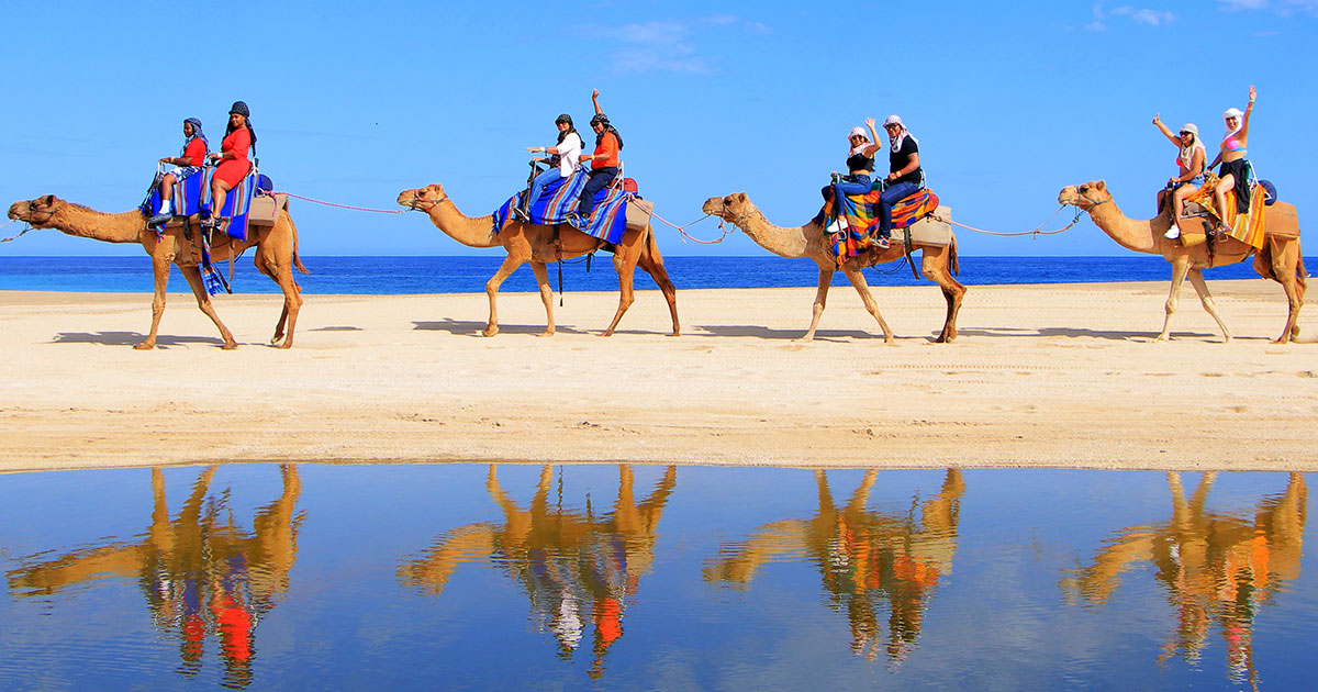 Cabo San Lucas Camel Encounter - A Family Adventure Tour