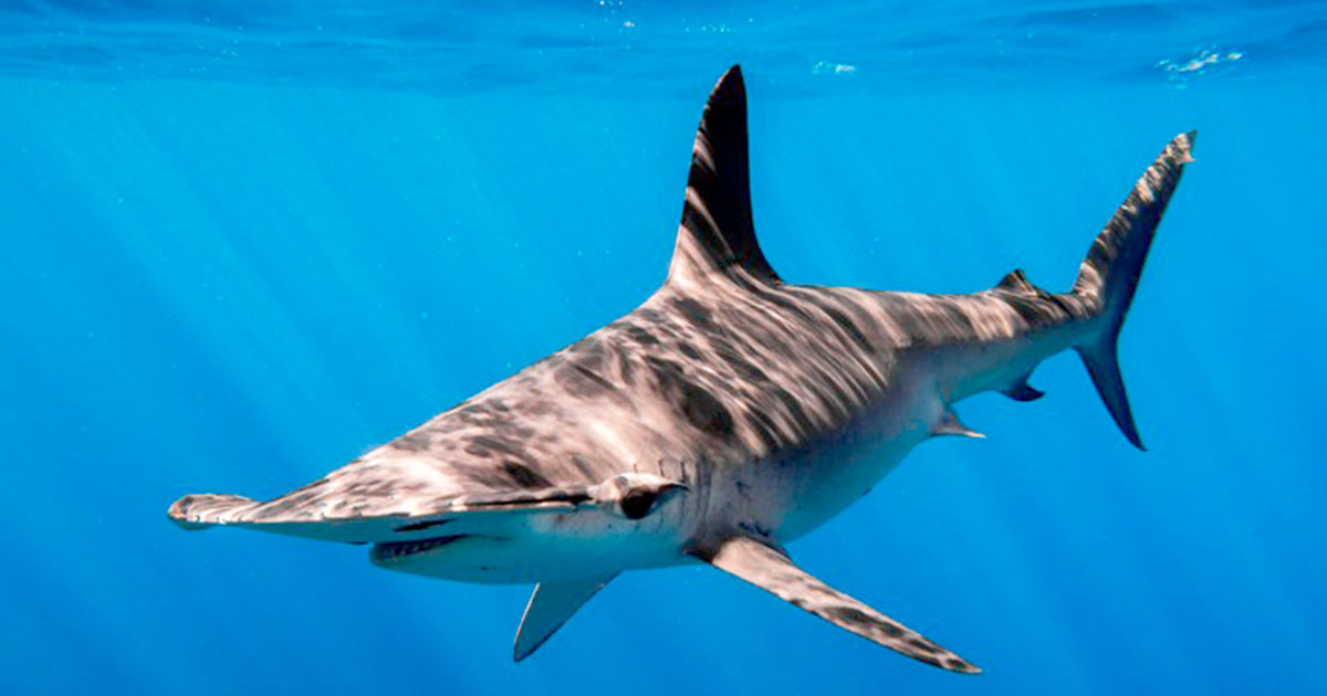 Wildlife Safari Encounter - Cabo San Lucas!